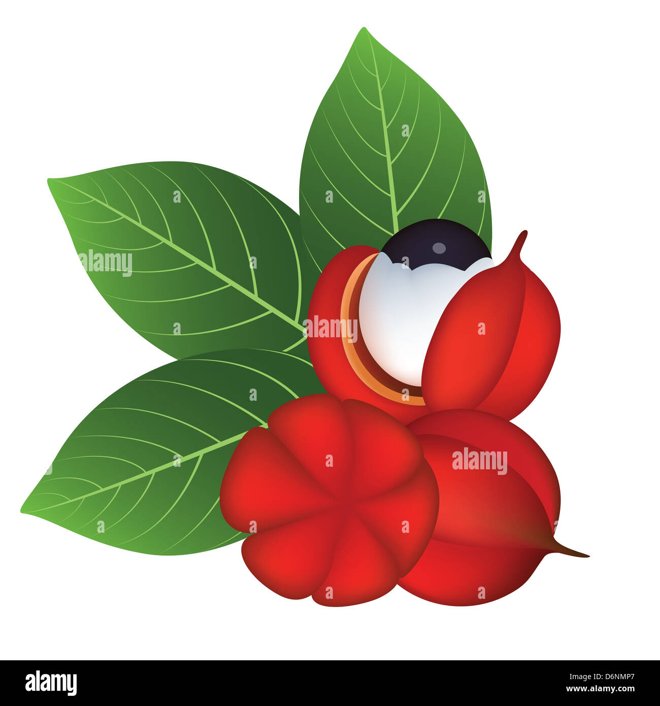 Guarana illustration hi-res stock photography and images - Alamy