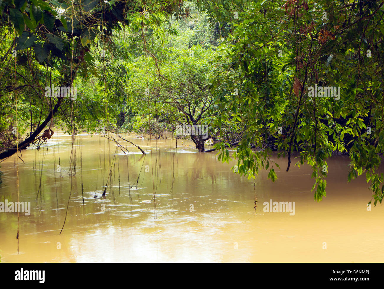 Yasuni National Park High Resolution Stock Photography and Images - Alamy
