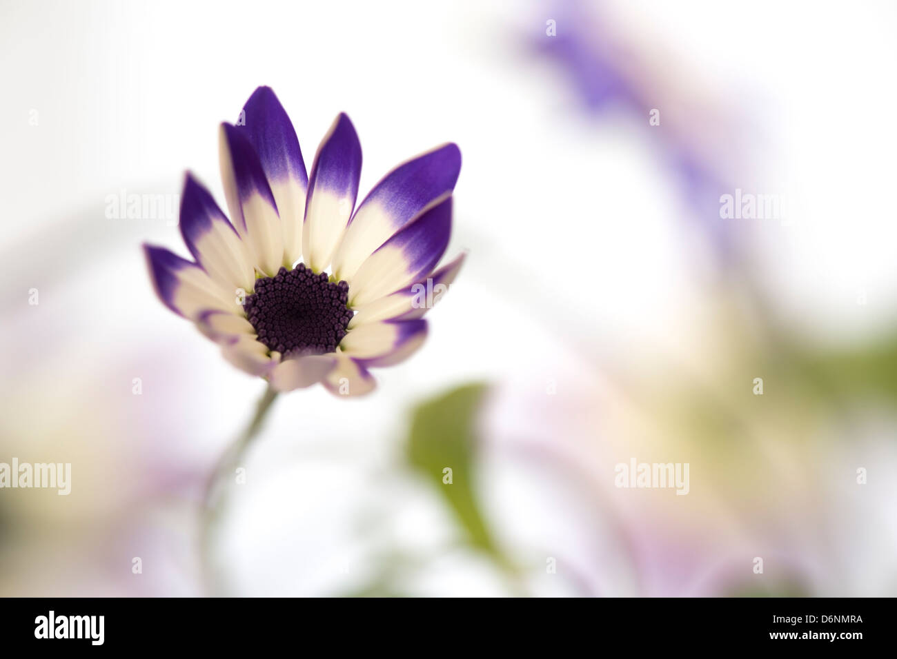 Senetti Stock Photos & Senetti Stock Images - Alamy