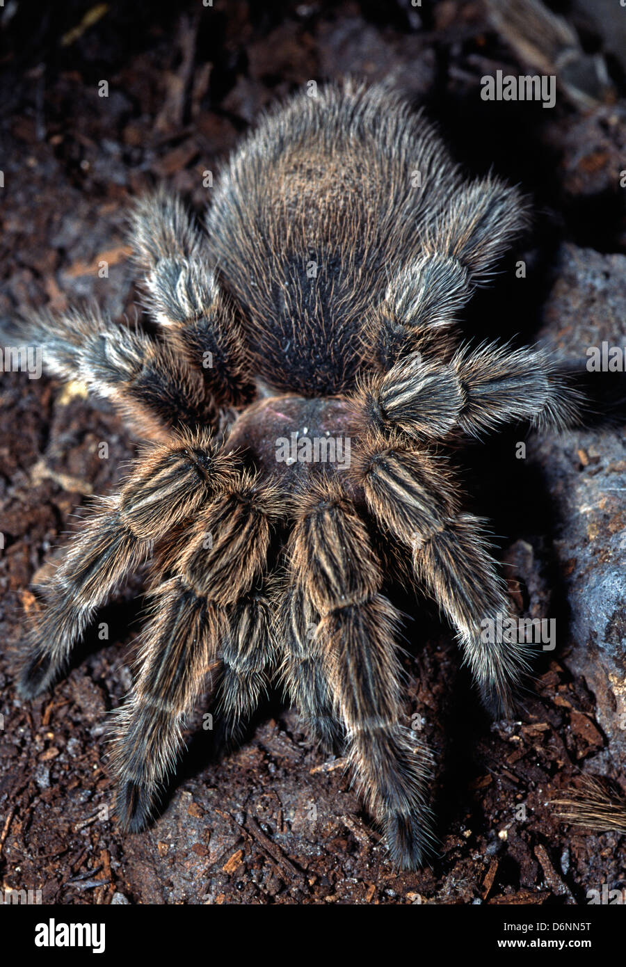 Mygalomorphae migale giant spiders spider roberto nistri vertical ...