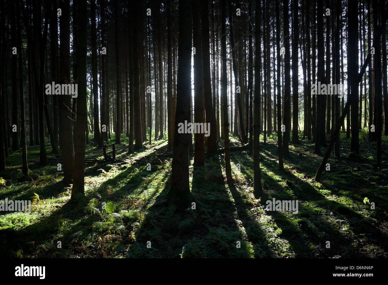 Clearing in a spruce forest hi-res stock photography and images - Alamy
