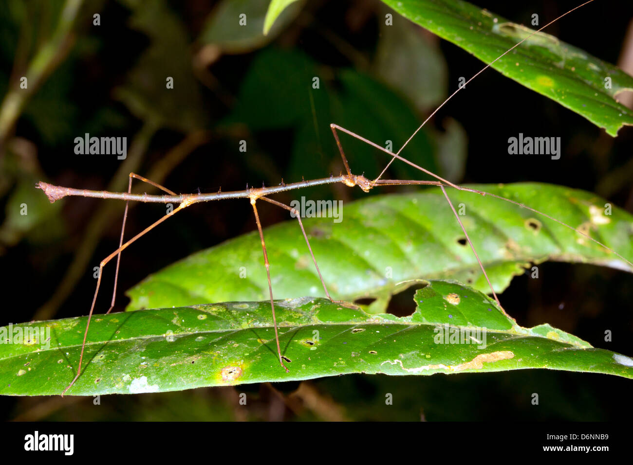 A thin spiny stick insect on leaf in the rainforest, Ecuador Stock ...