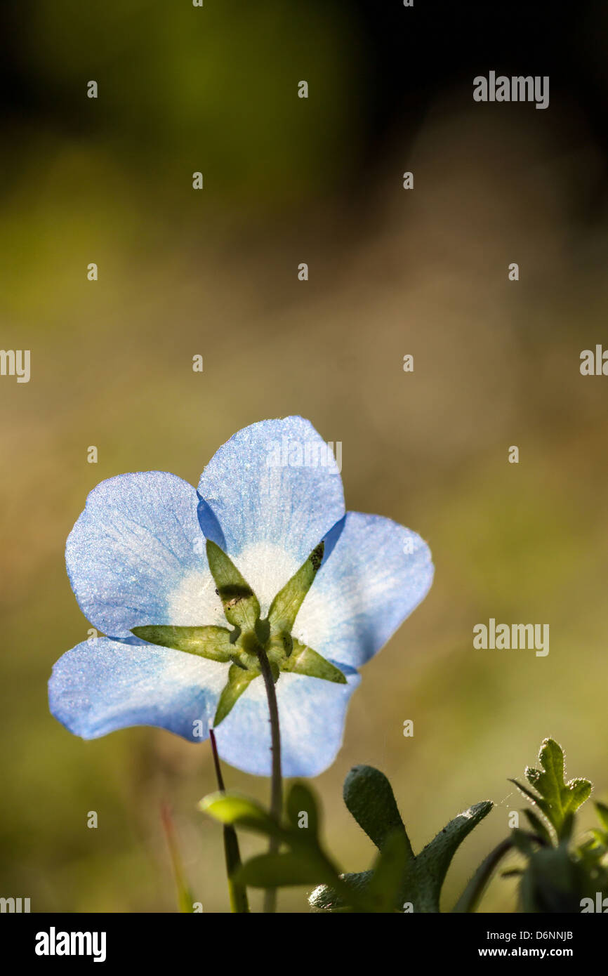 Berlin, Germany, light falls on the blossom of a blue flower Stock ...