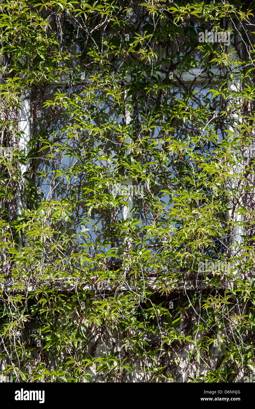 Prerow, Germany, overgrown wild vines over old windows Stock Photo - Alamy