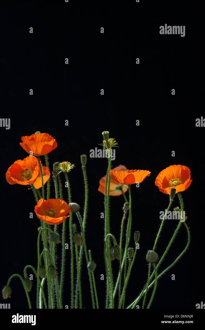 Berlin, Germany, poppies, poppy Irish Stock Photo - Alamy