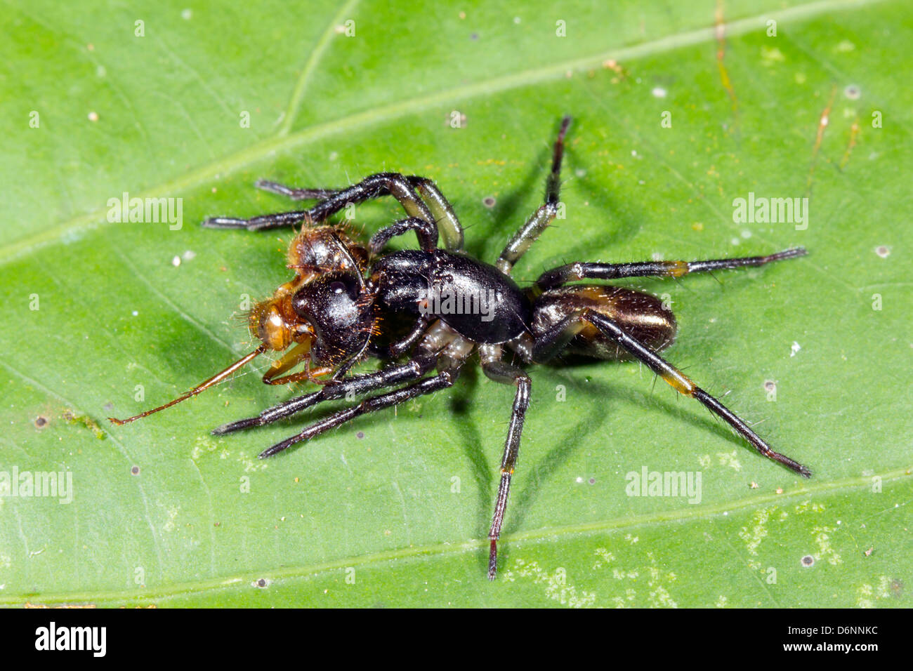 Purse web spider (family Atypidae) with very big mandibles eating a ...