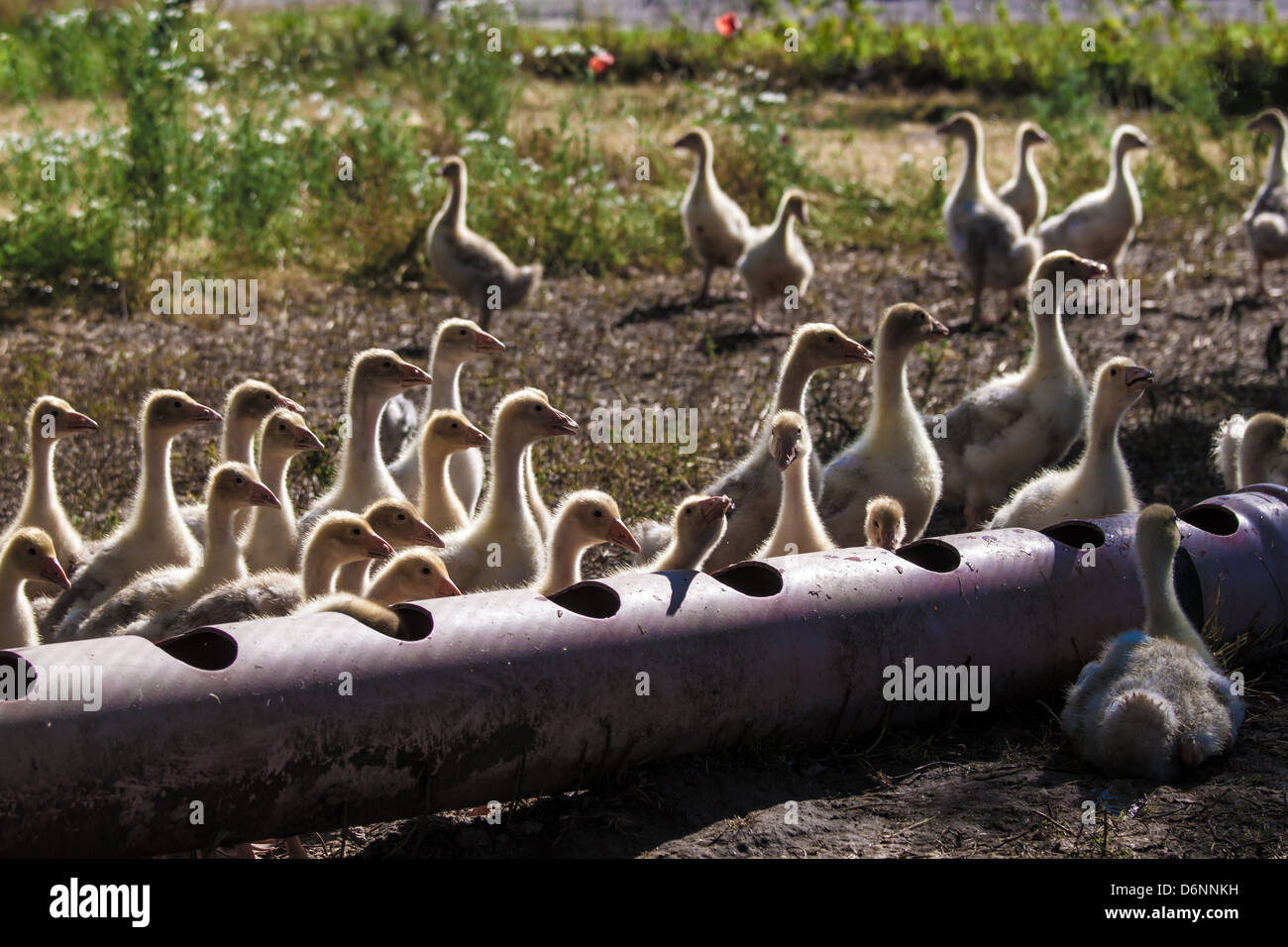 Behind the gate hi-res stock photography and images - Alamy