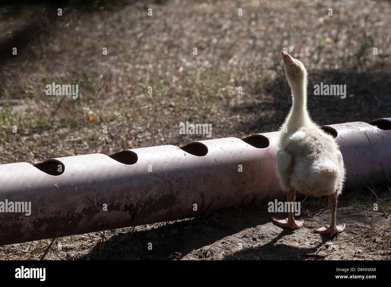 Behind gate hi-res stock photography and images - Alamy