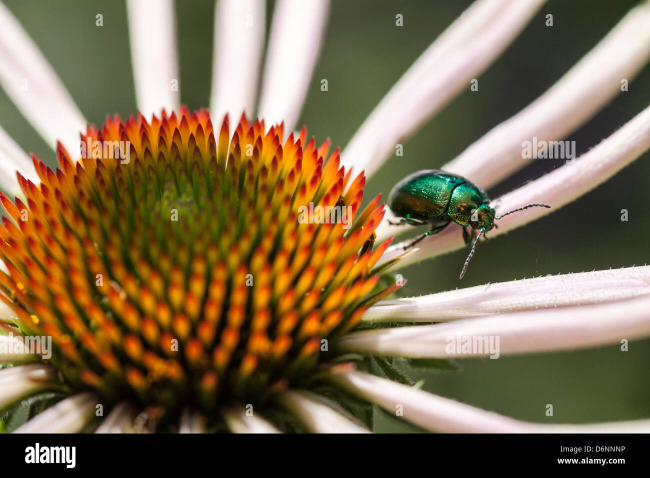 Insect of the year 2000 beetle hi-res stock photography and images - Alamy