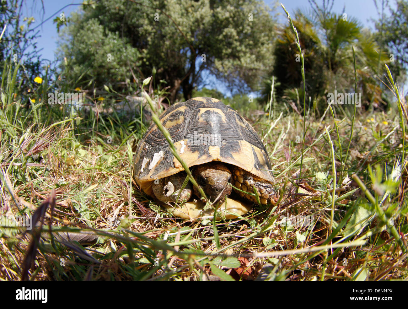 A mediterranean turtle is seen on a natural reserve in the Spanish ...