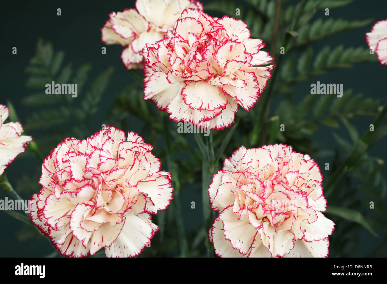 Colorful fresh flowers Stock Photo - Alamy