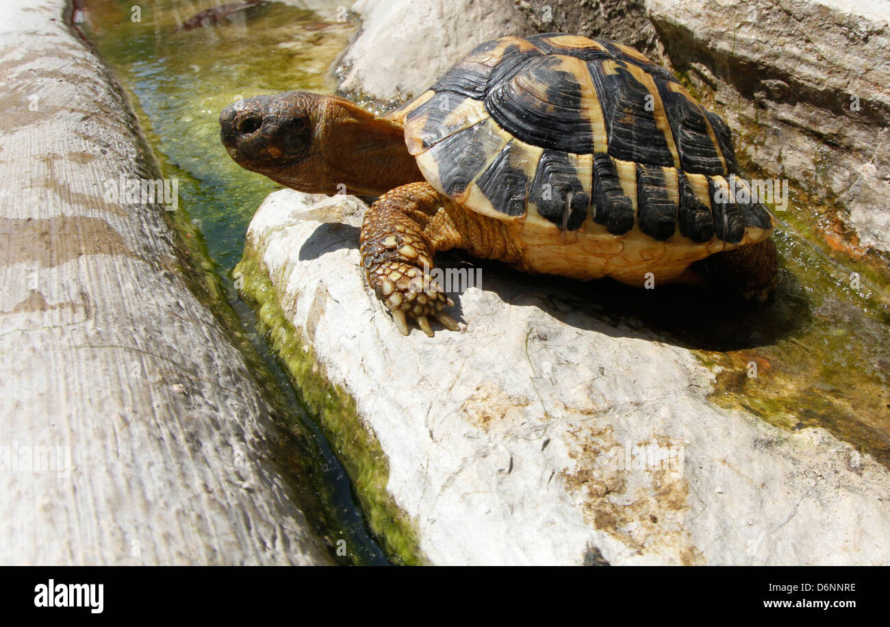 Mediterranean turtle hi-res stock photography and images - Alamy