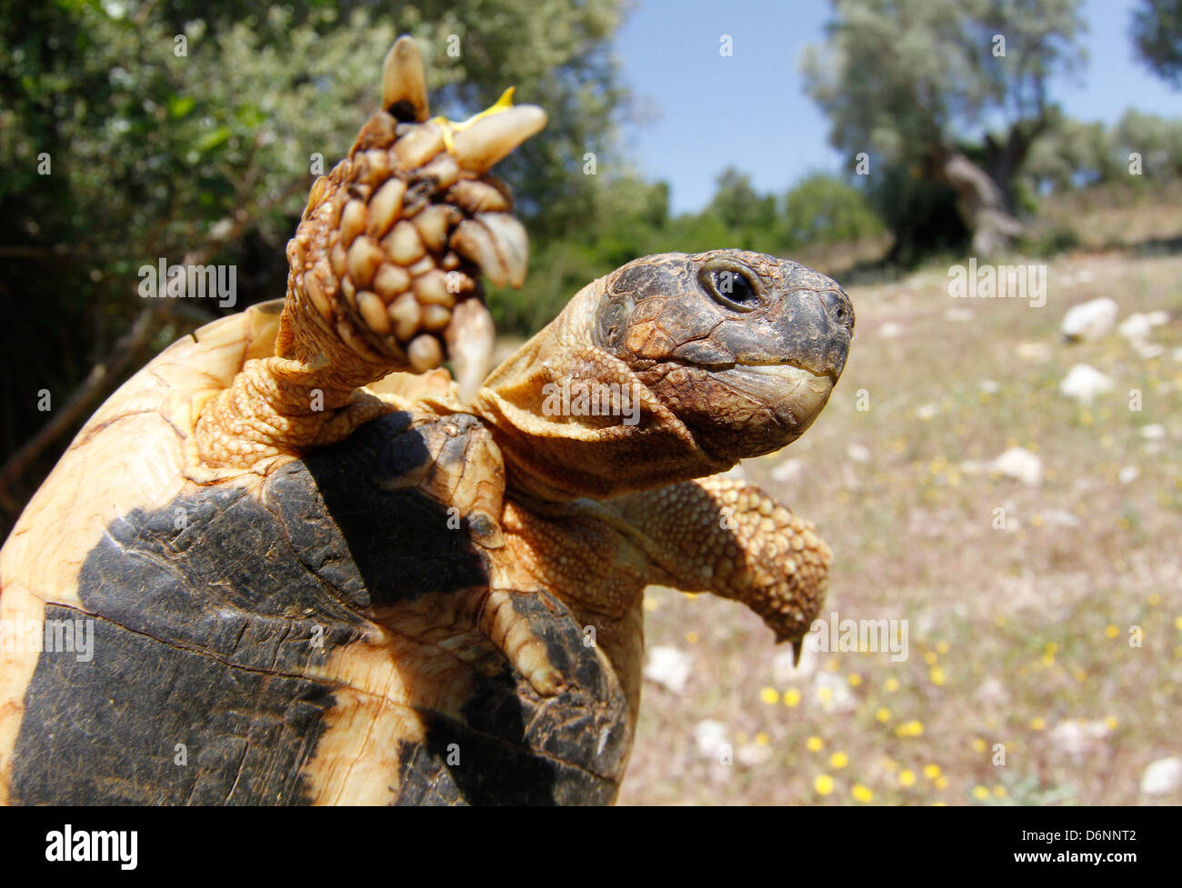 A mediterranean turtle is seen on a natural reserve in the Spanish ...