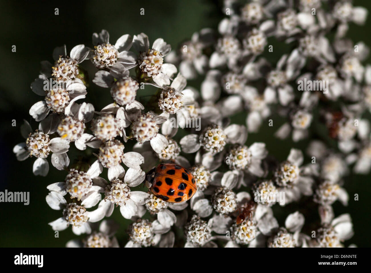 Berlin, Germany, a ladybug on a yarrow Stock Photo - Alamy