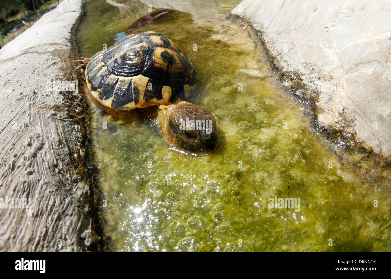 A mediterranean turtle is seen on a natural reserve in the Spanish ...