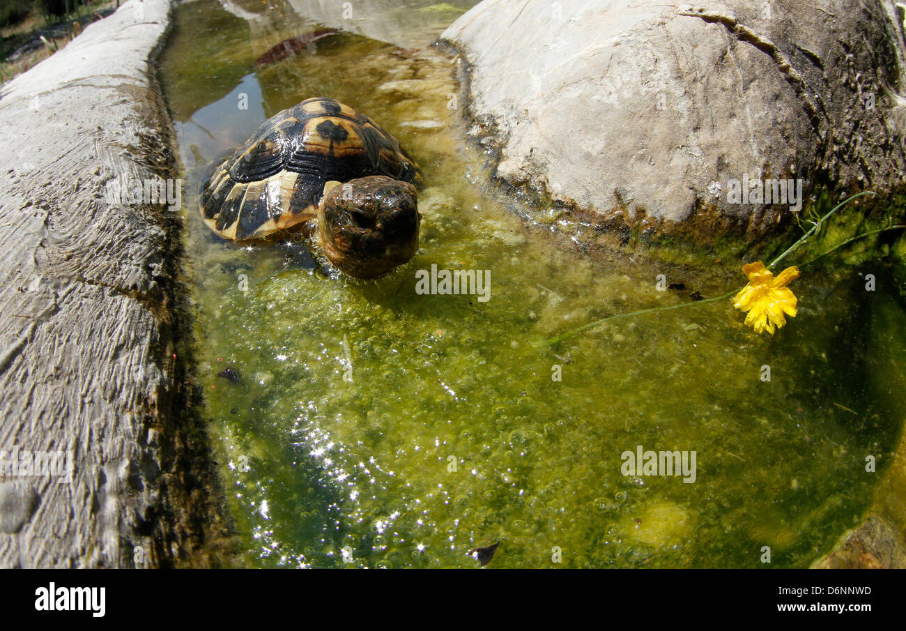 A mediterranean turtle is seen on a natural reserve in the Spanish ...