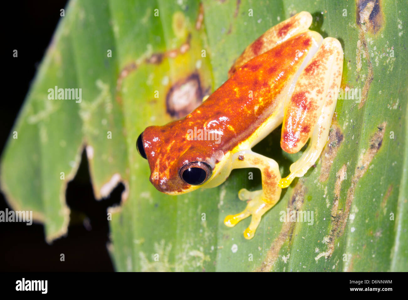 Red-skirted Treefrog (Dendropsophus rhodopeplus) on a leaf beside a ...