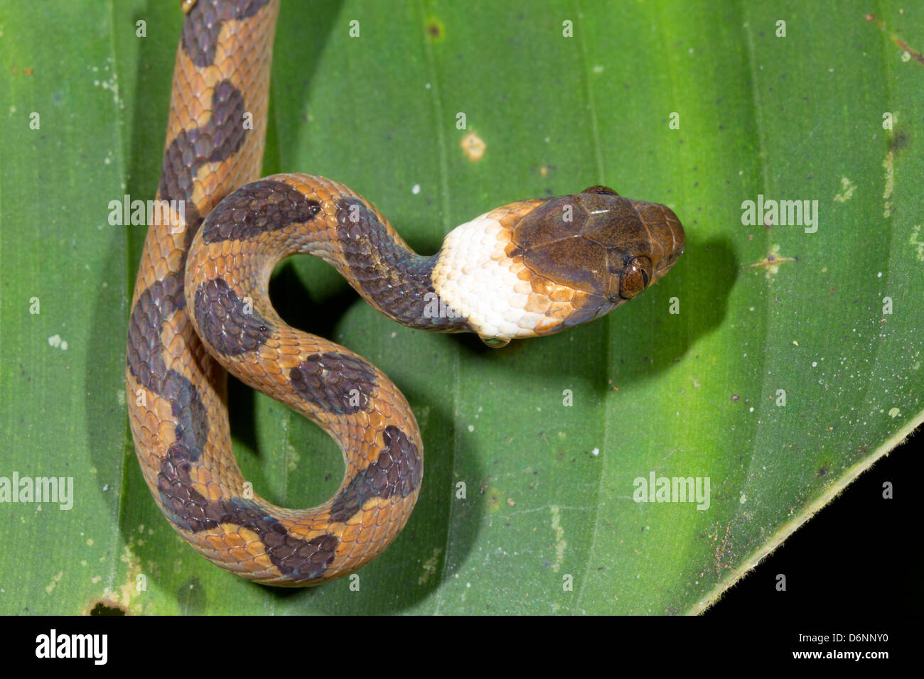 Cat-eyed Snake (Leptodeira annulata) in the Ecuadorian Amazon Stock ...