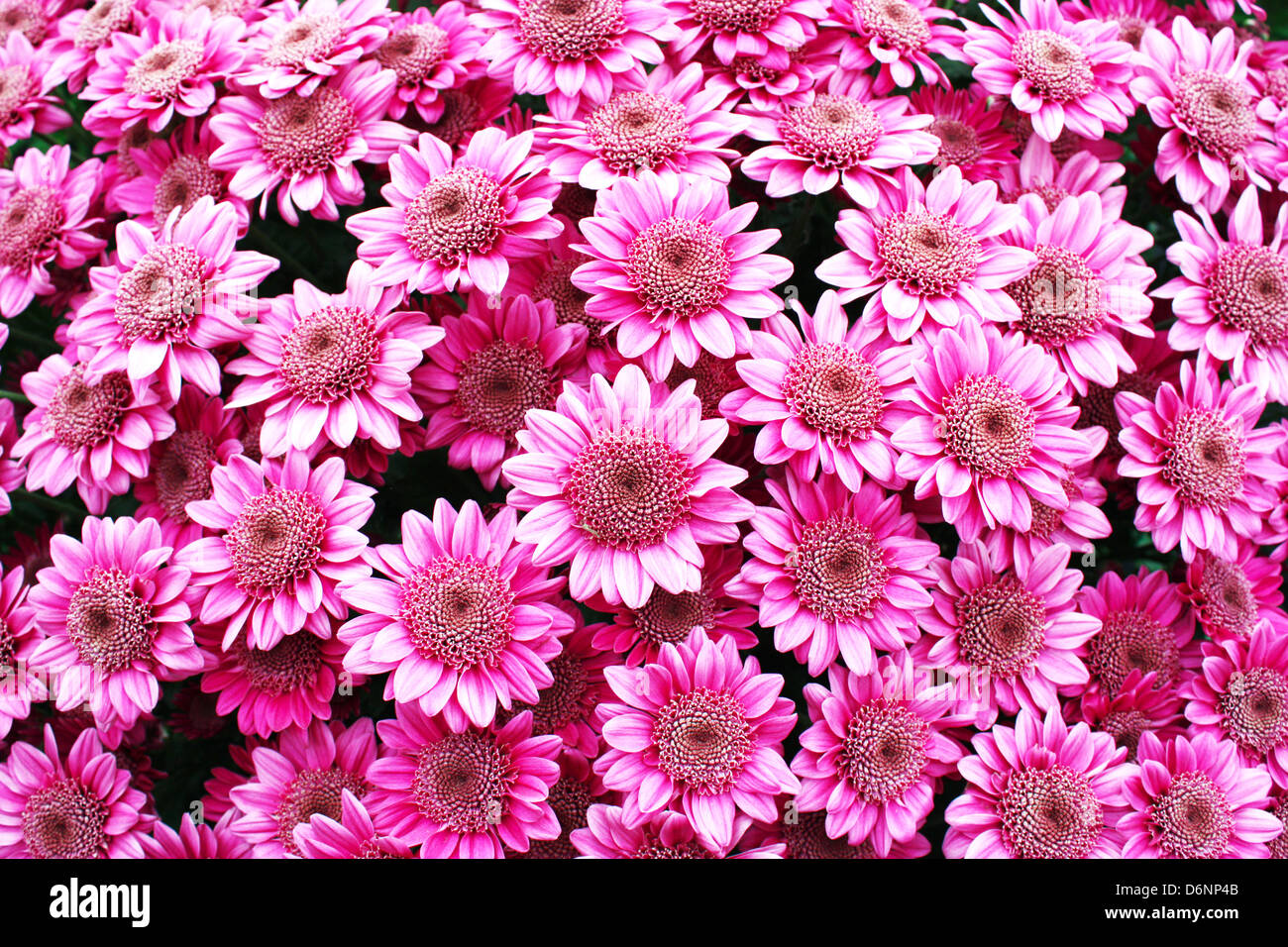 Colorful fresh flowers Stock Photo - Alamy