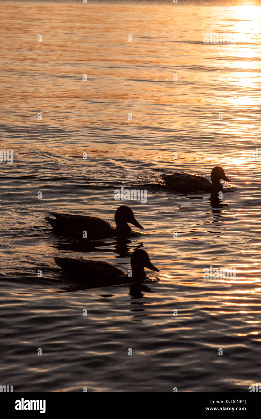 Berlin, Germany, Ducks on the River Havel at sunset Stock Photo - Alamy