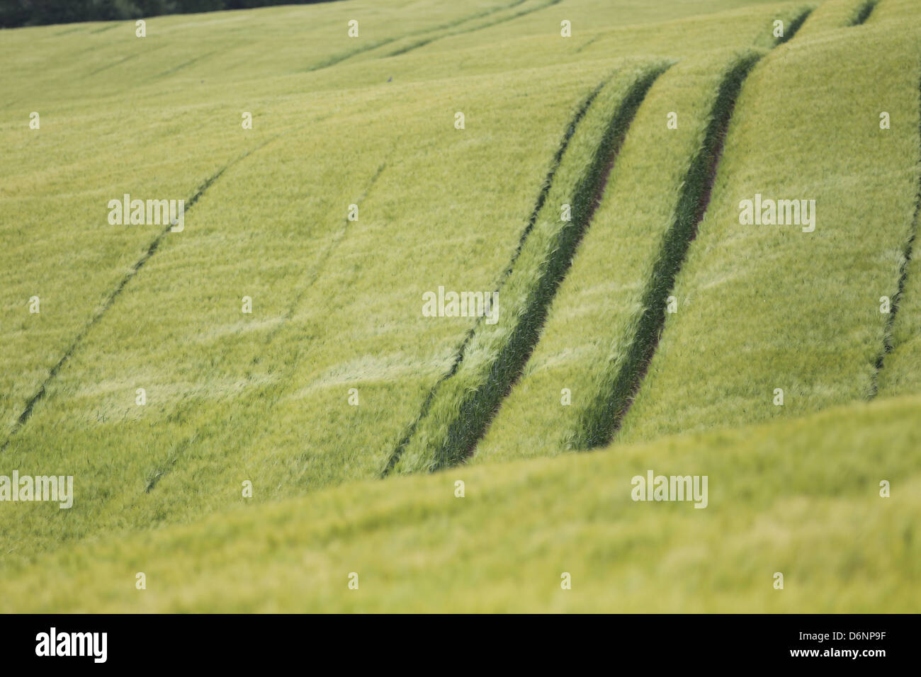 Handewitt, Germany, winter barley on a field Stock Photo - Alamy