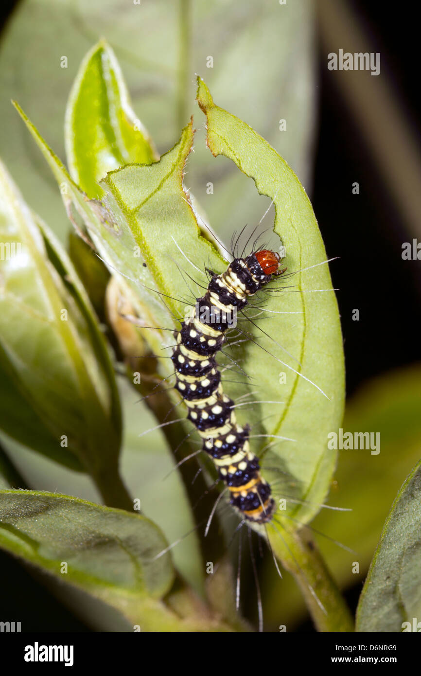 Lepidopteran caterpillar eating a leaf in the rainforest, Ecuador Stock ...
