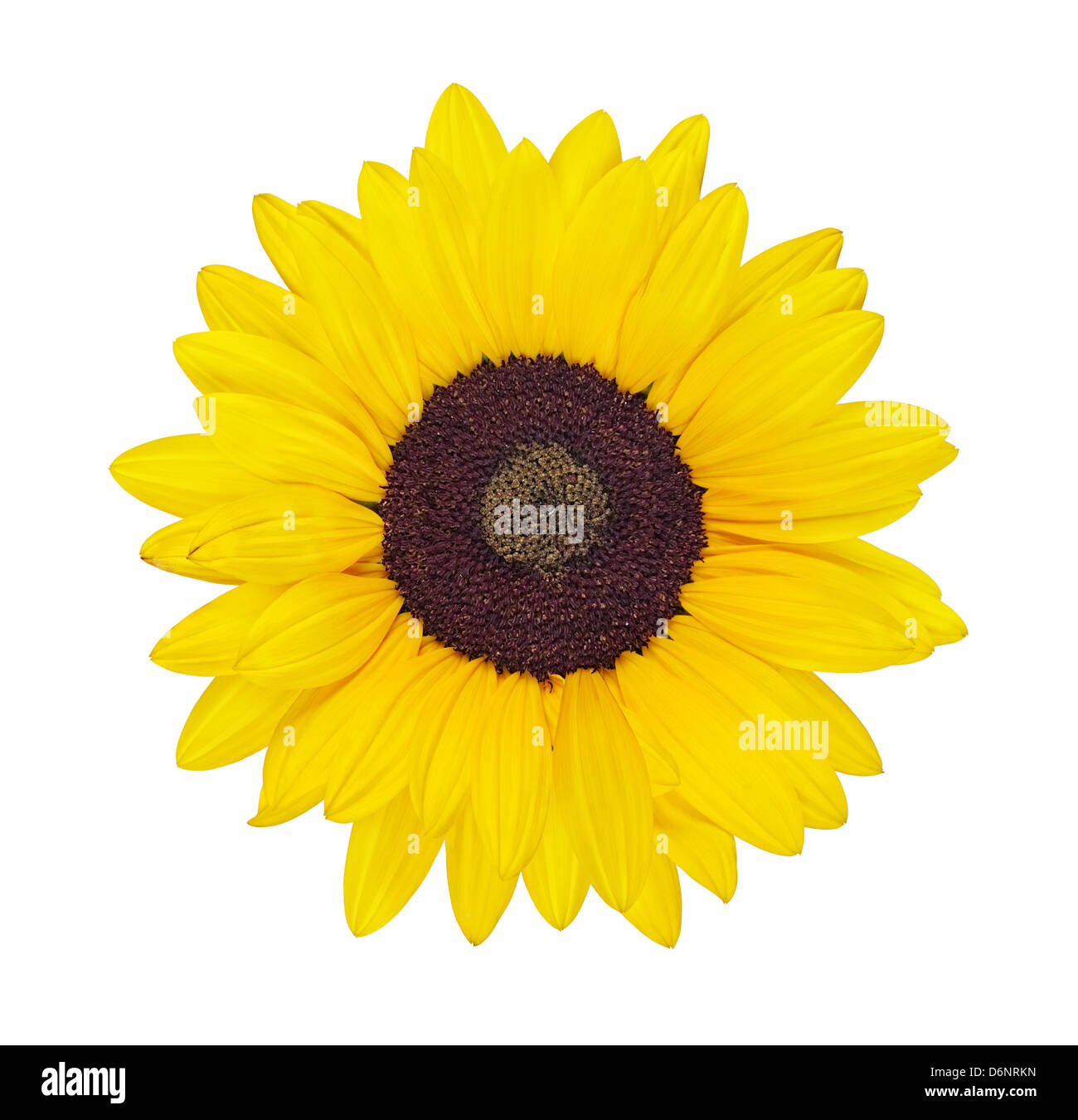 colorful yellow sunflower isolated on white background Stock Photo - Alamy