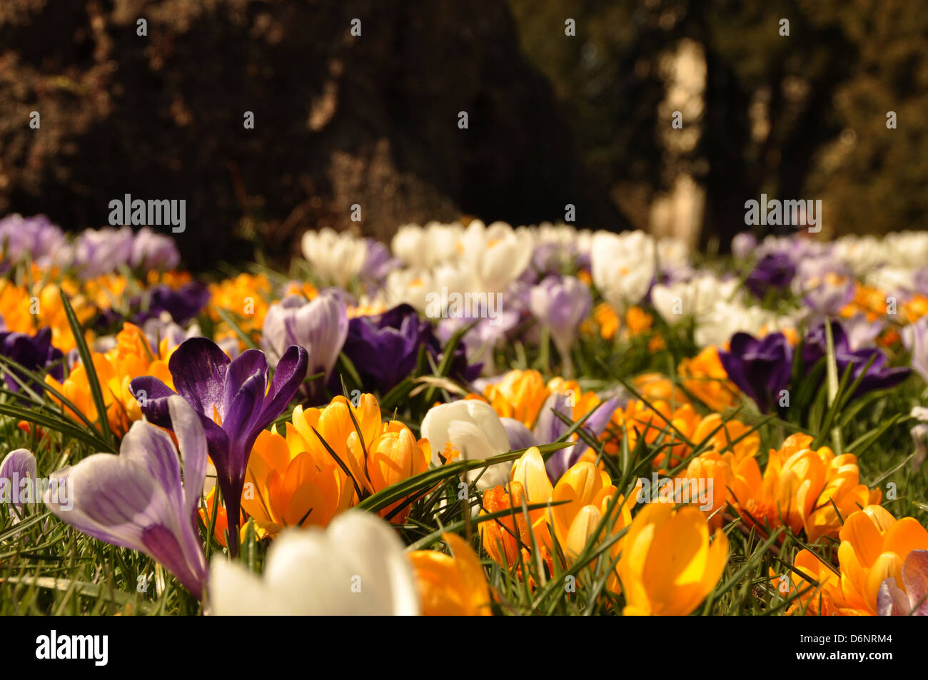 Woodland crocuses hi-res stock photography and images - Alamy