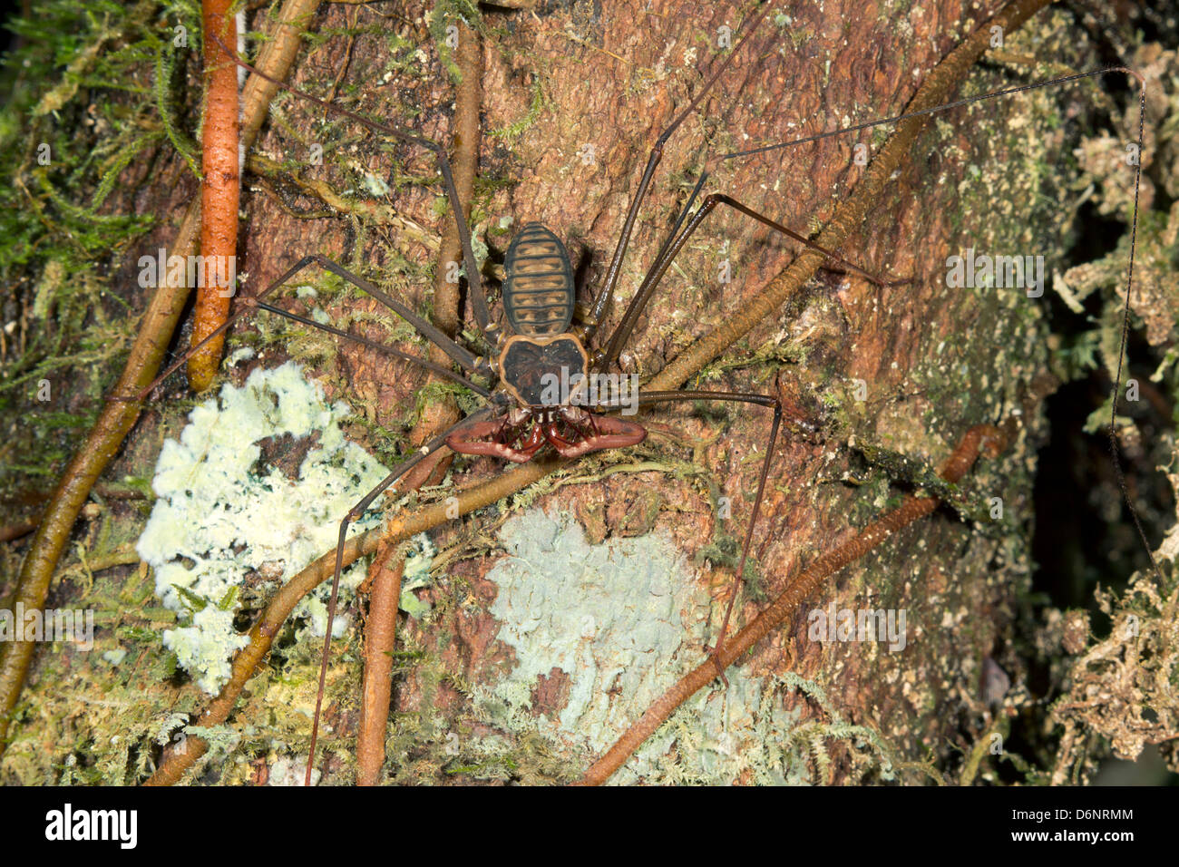 Whip tree hi-res stock photography and images - Alamy