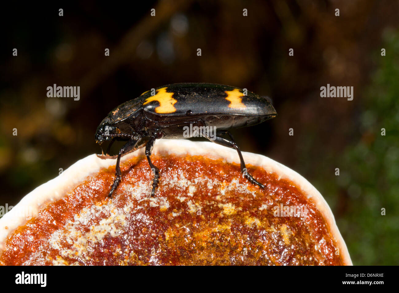 Fungus beetle hi-res stock photography and images - Alamy