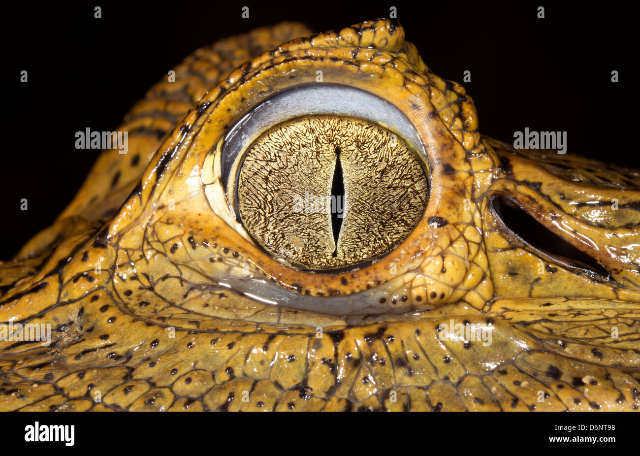 Spectacled Caiman (Caiman crocodilius), Ecuador, close-up of eye Stock ...