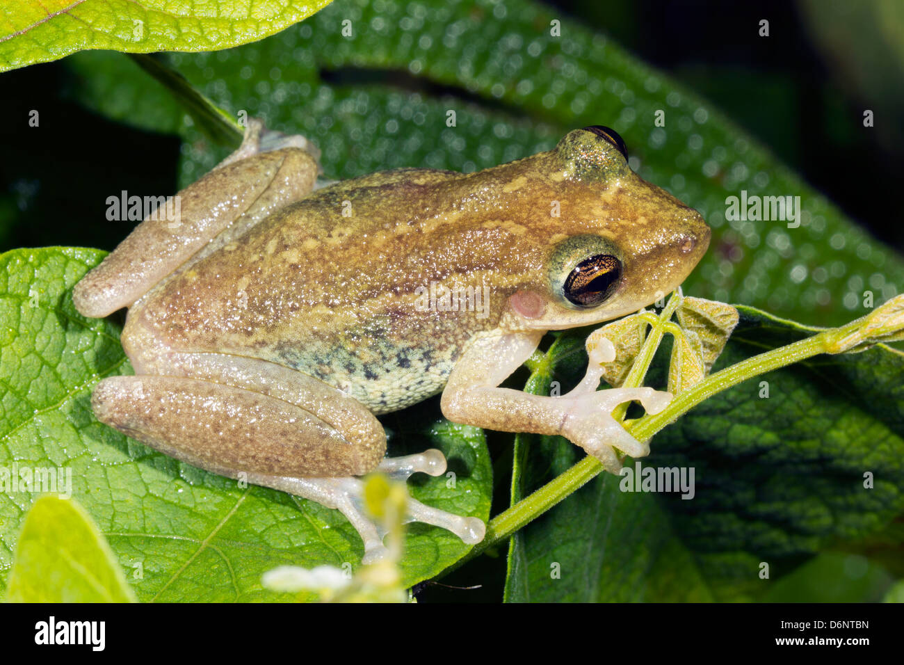 Red snouted treefrog hi-res stock photography and images - Alamy