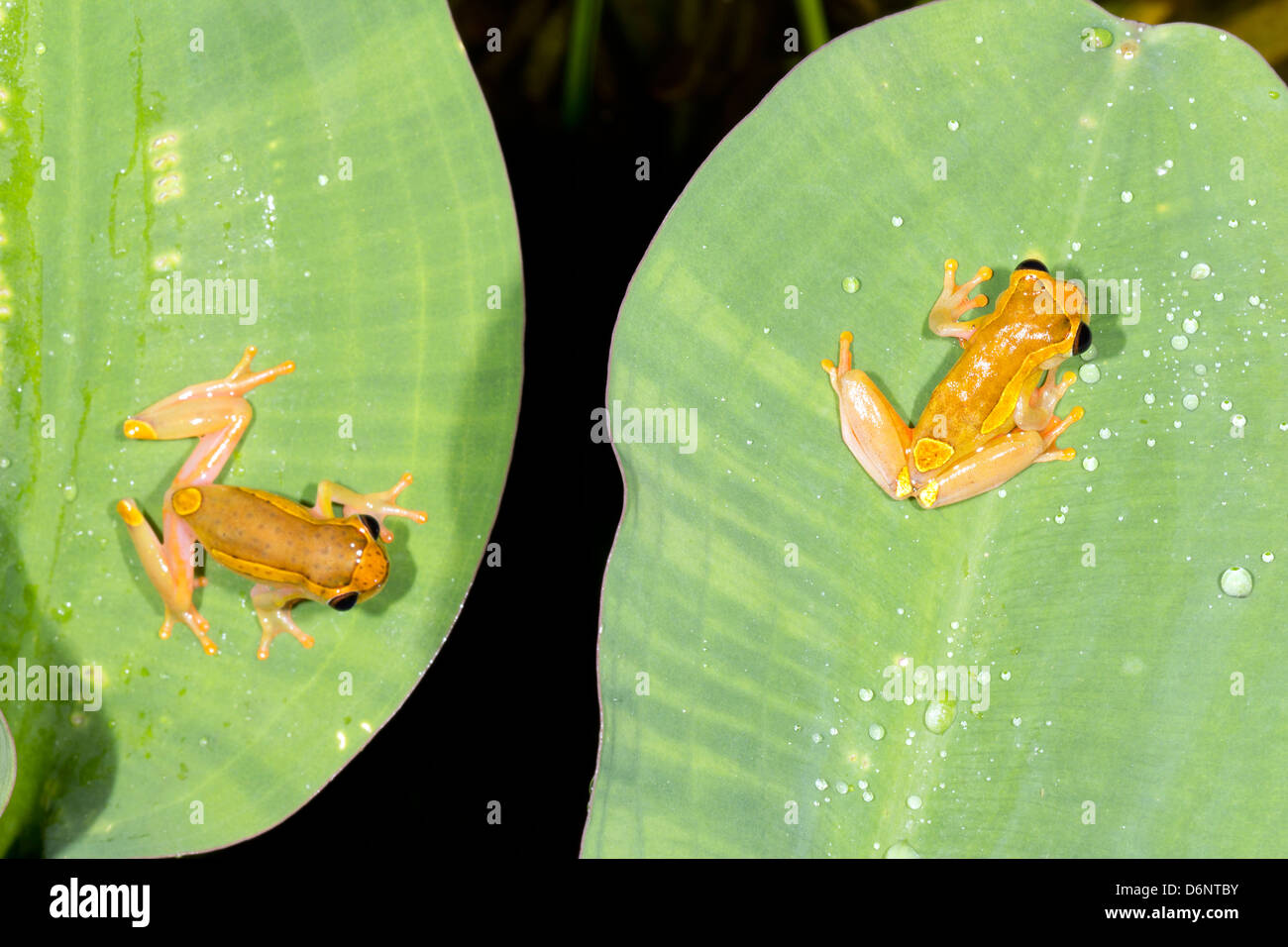 Two Upper Amazon Treefrogs (Dendropsophus bifurcus) on water hyacinth ...