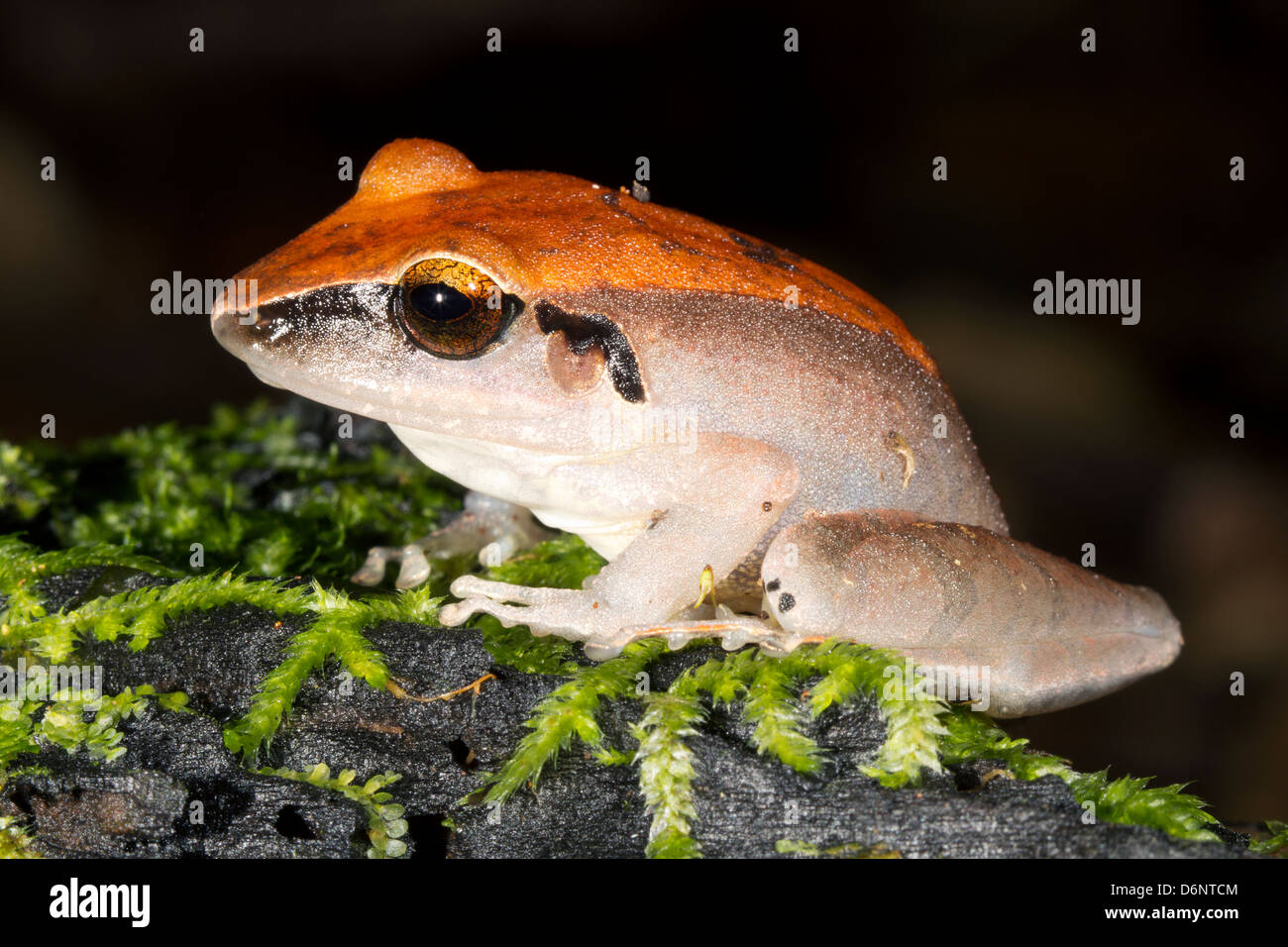 Peruvian rain frog pristimantis peruvianus hi-res stock photography and ...