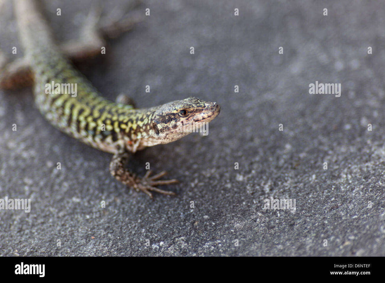 Alicudi, Italy, Lizard Stock Photo - Alamy