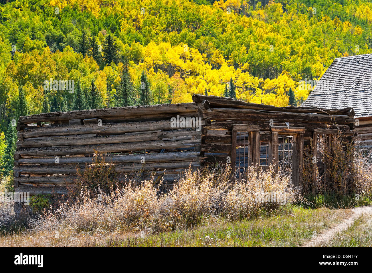 Buildings surrounded by autumn foliage, Ashcroft ghost town, Pitkin ...