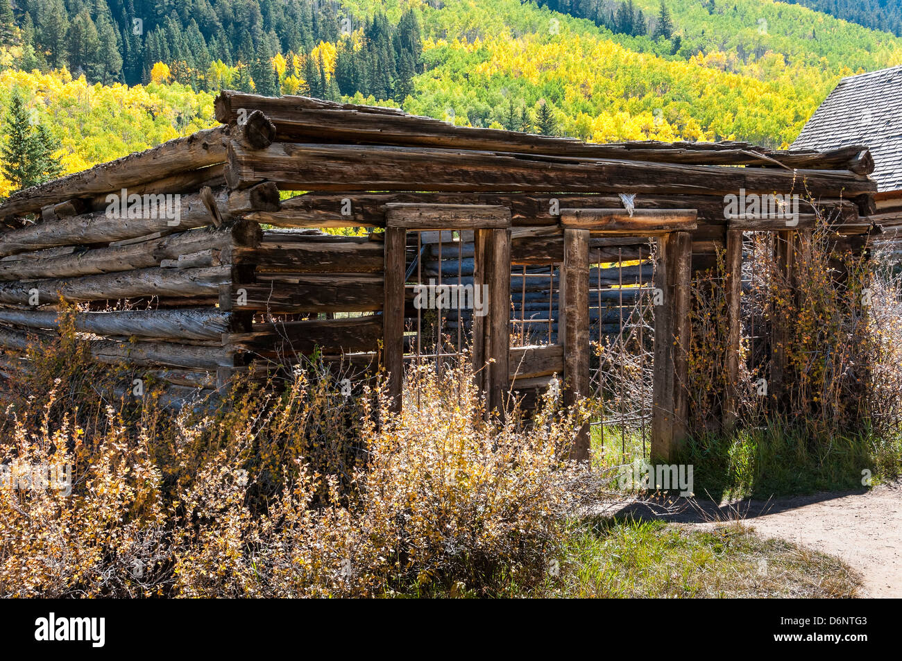 Buildings surrounded by autumn foliage, Ashcroft ghost town, Pitkin ...
