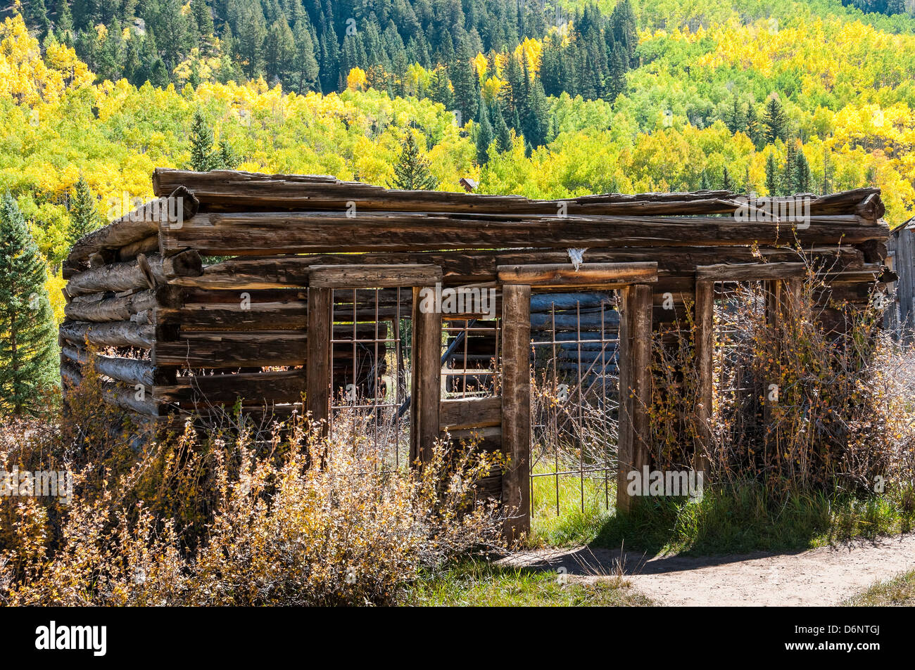 Buildings surrounded by autumn foliage, Ashcroft ghost town, Pitkin ...