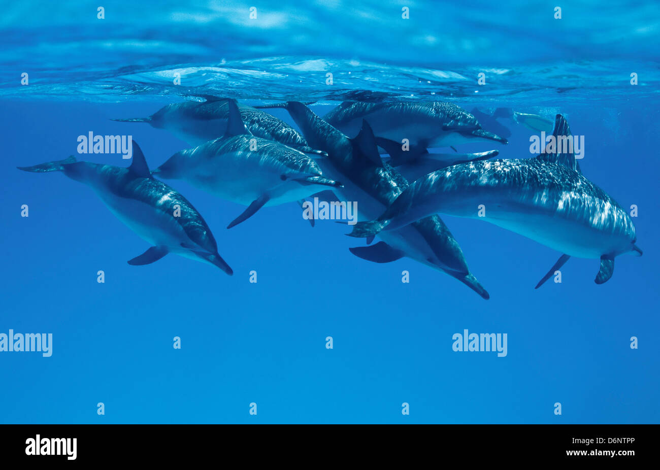 Red Sea, Egypt, Spinner Dolphins at Sataya Kebir Stock Photo - Alamy