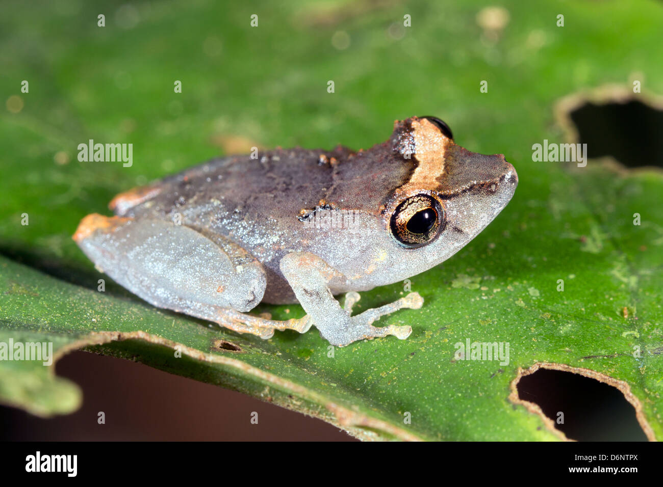 Rain Frog (Pristimantis ockendeni) with an unusual dorsal pattern on a ...
