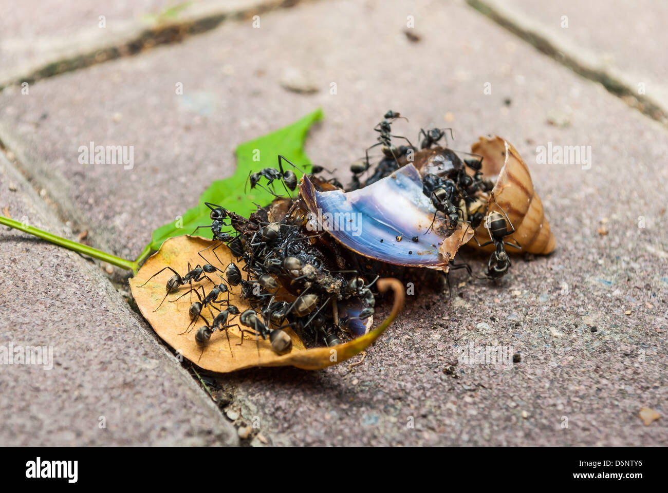 Black ants leaf hi-res stock photography and images - Alamy