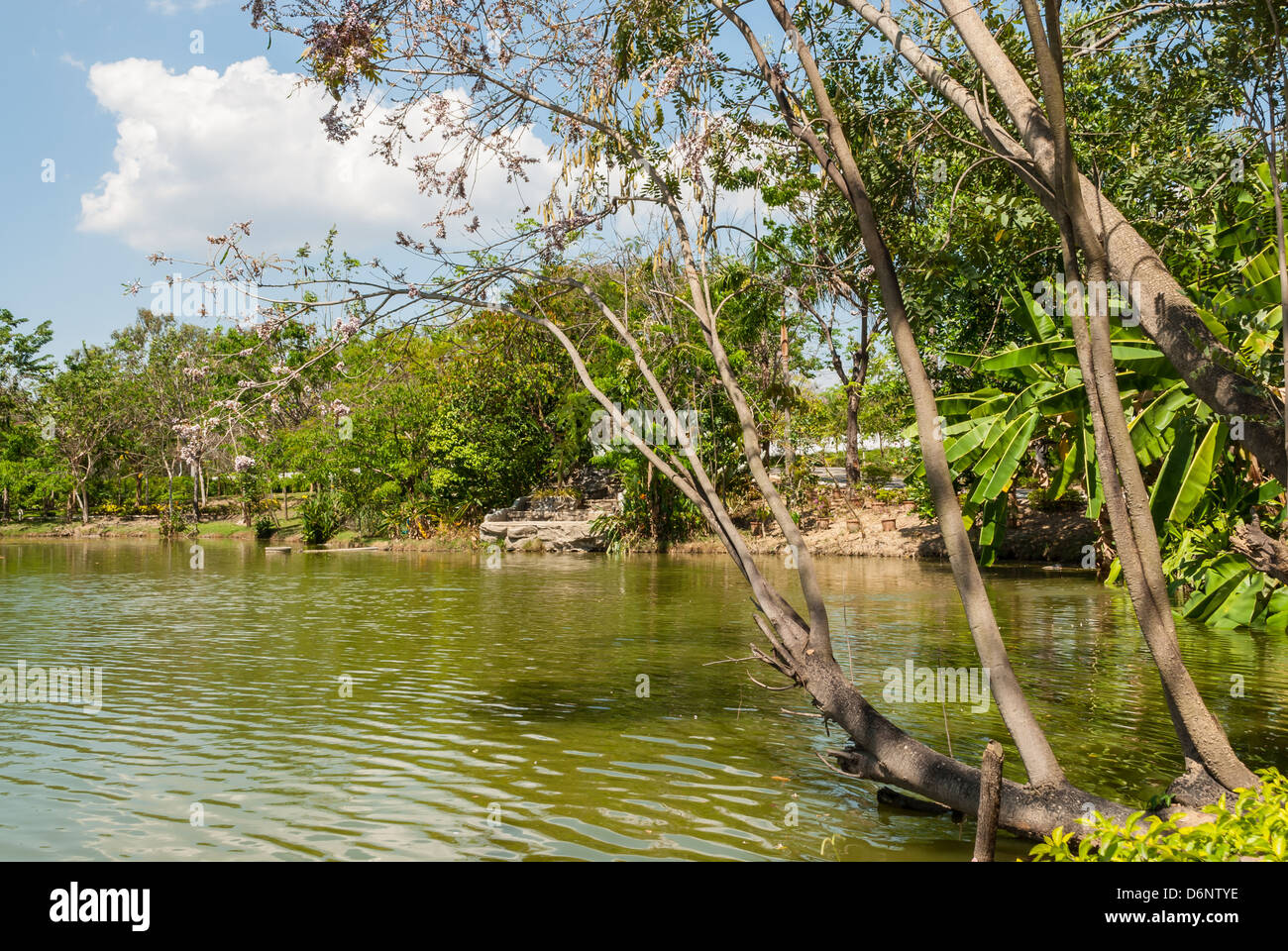 Big tree beside swamp Stock Photo - Alamy