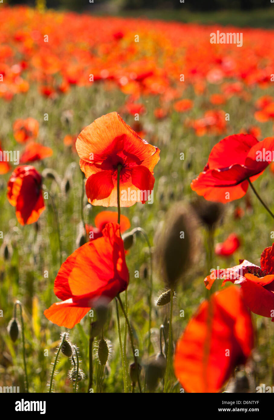 Poppy Field France Stock Photos & Poppy Field France Stock Images - Alamy