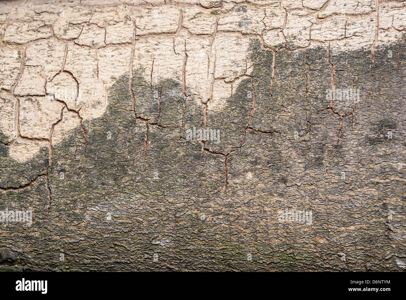 Stalk of tree texture/background Stock Photo - Alamy