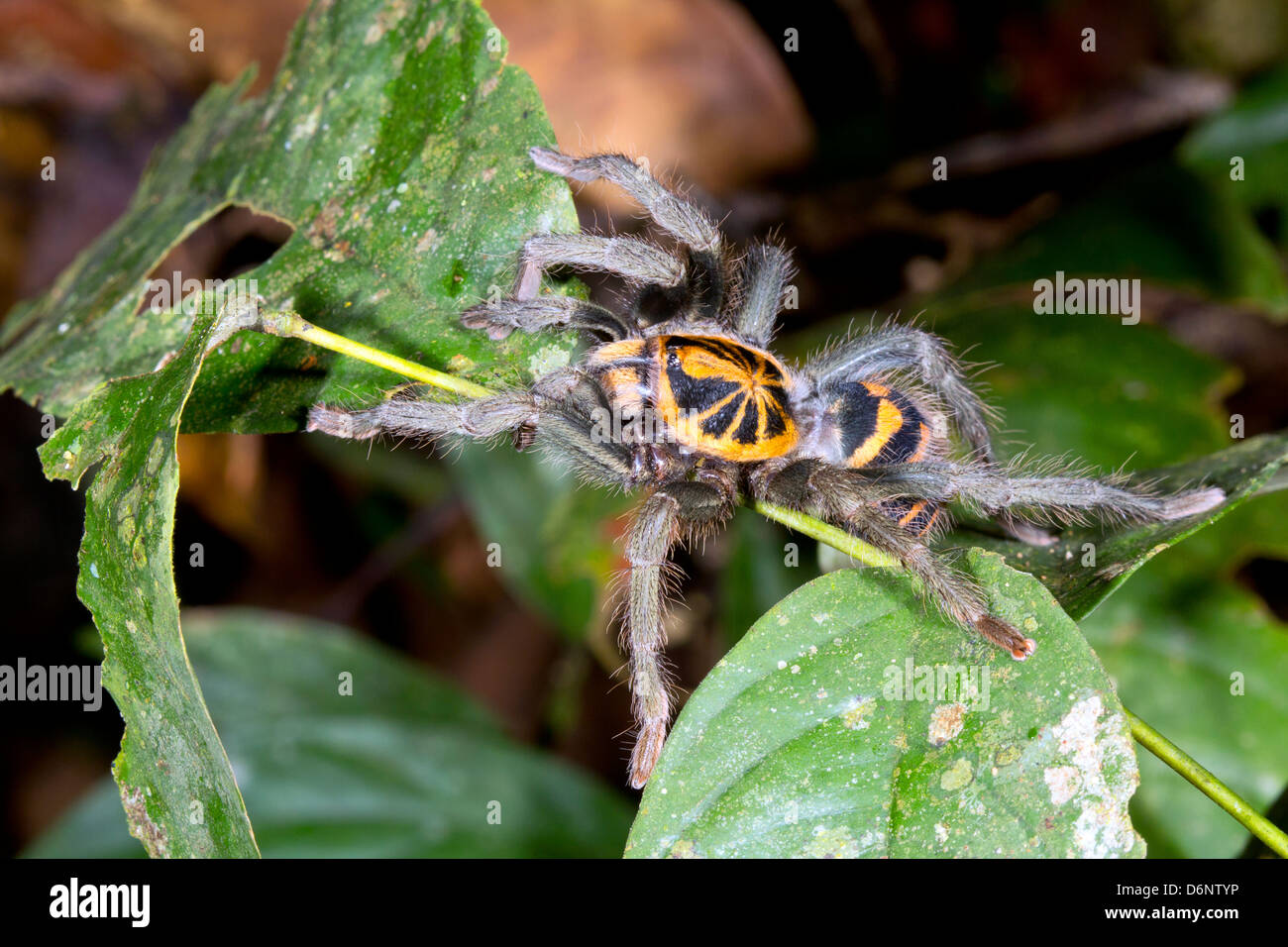 Amazon rainforest tarantula hi-res stock photography and images - Alamy