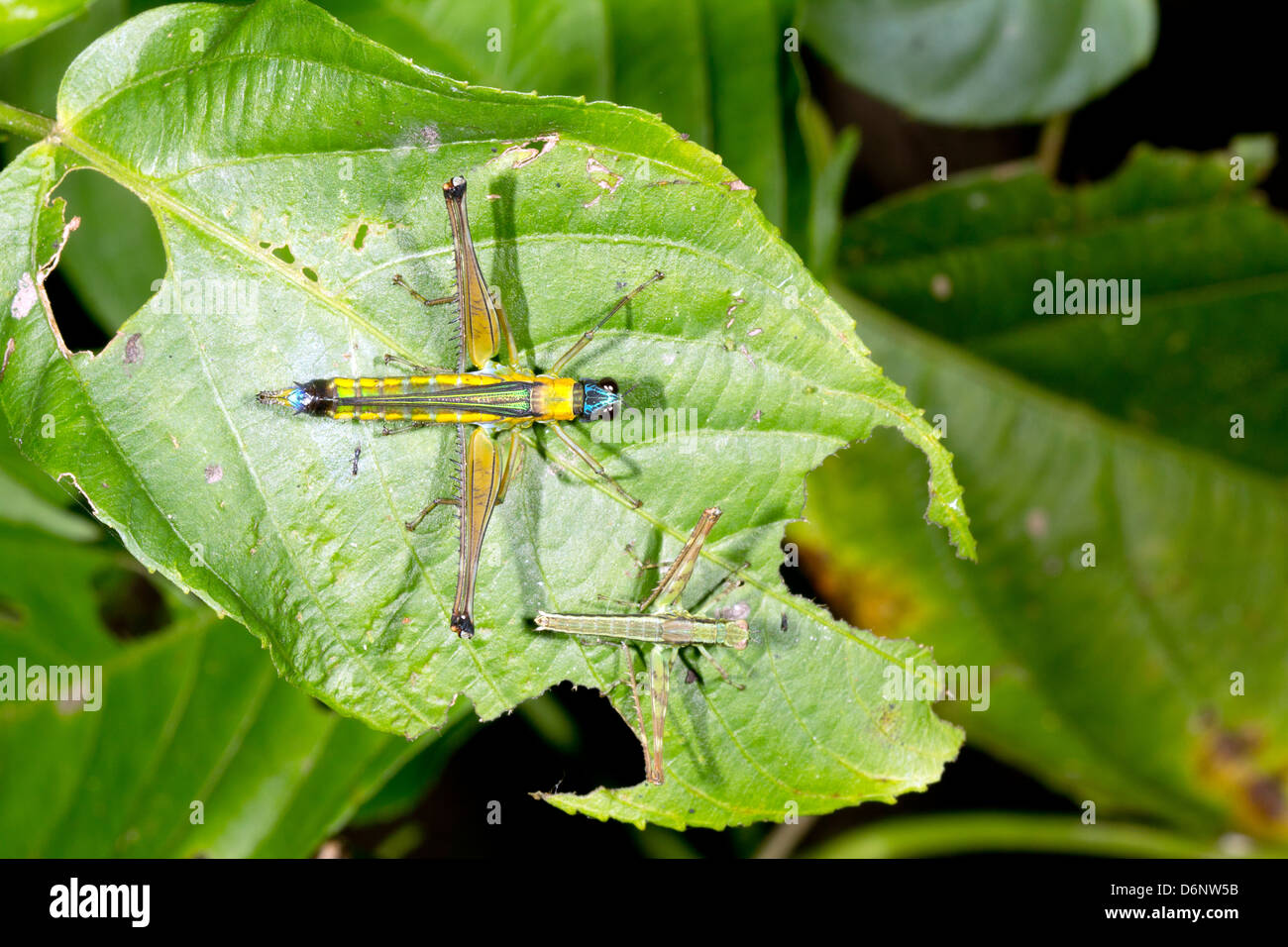 Tropical Rainforest Grasshoppers