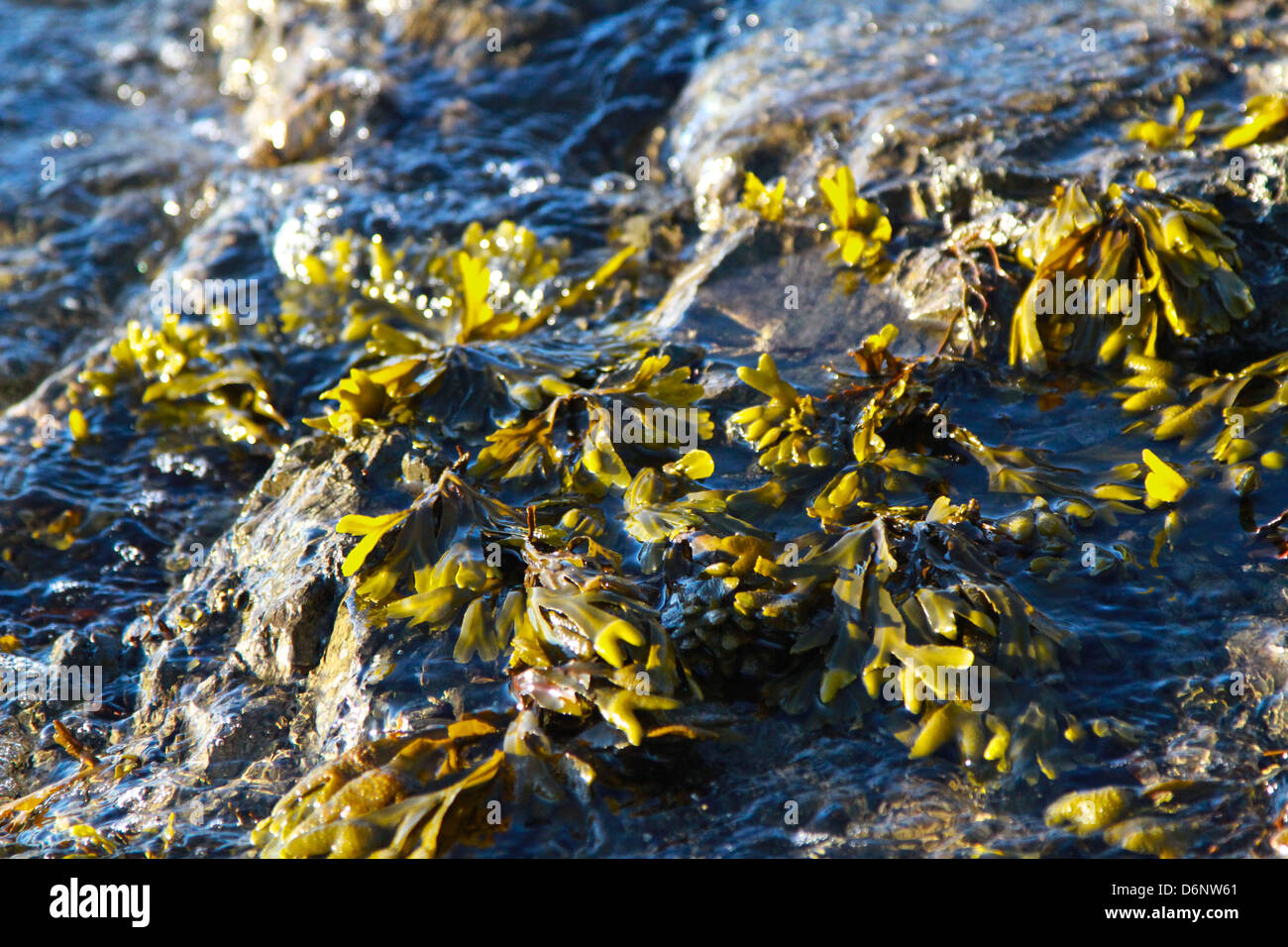 Seaweed and seaweed in the tide pool hi-res stock photography and ...