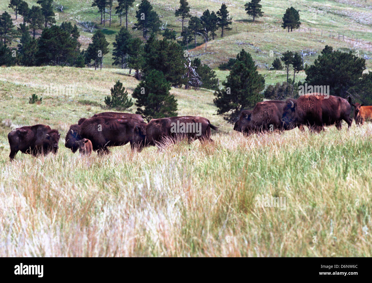 American bison (Bison bison) also American Buffalo species roamed ...