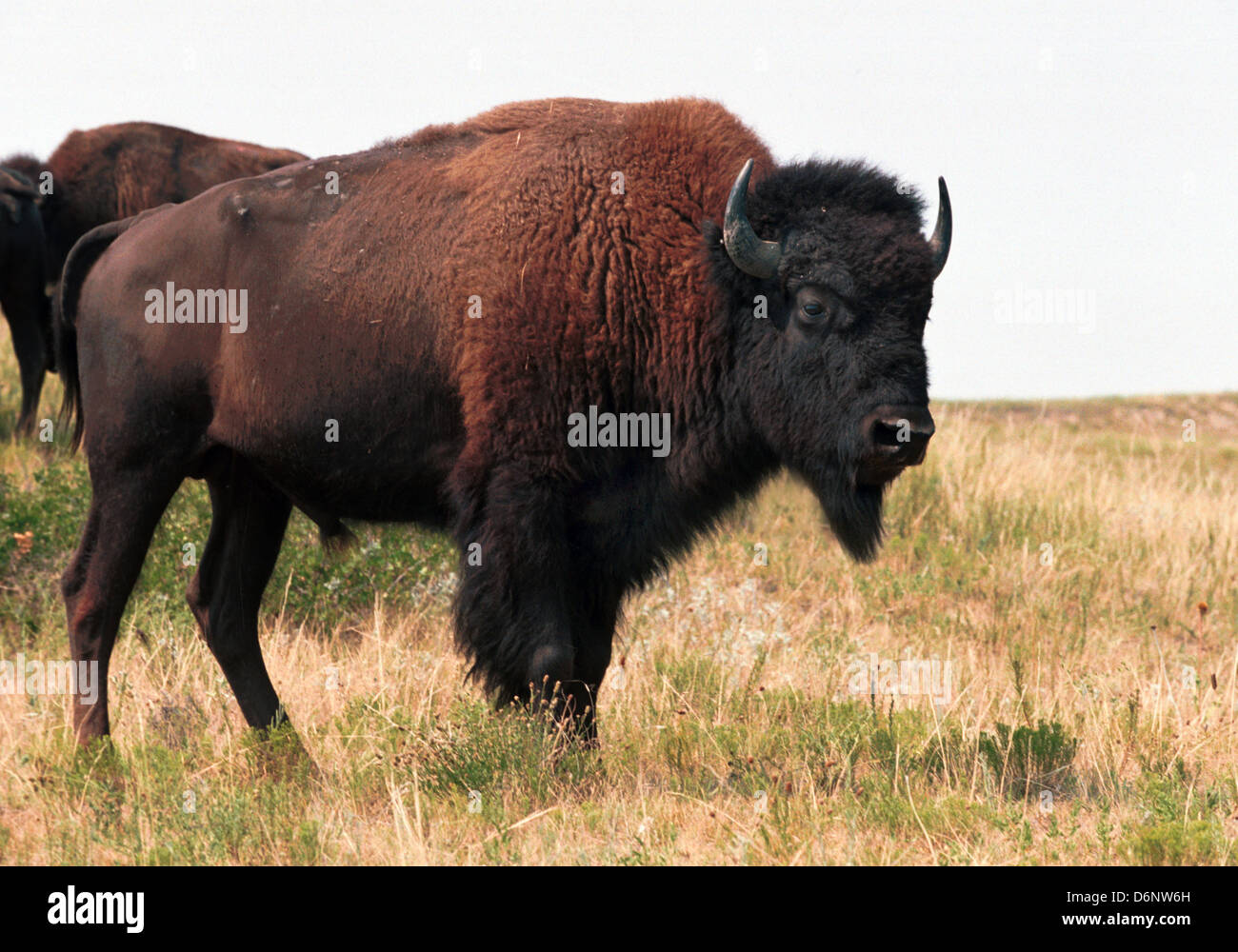 American bull bison, American bull buffalo, American buffalo North ...
