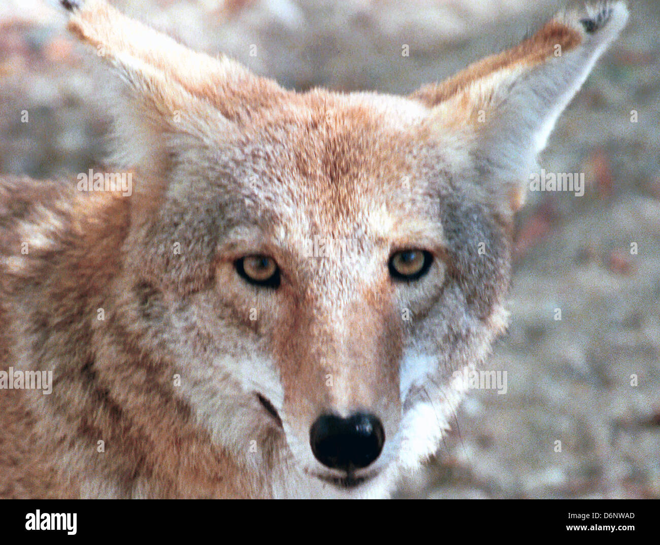 Coyote, Canis latrans, prairie wolf, trickster,barking dog,carnivores ...